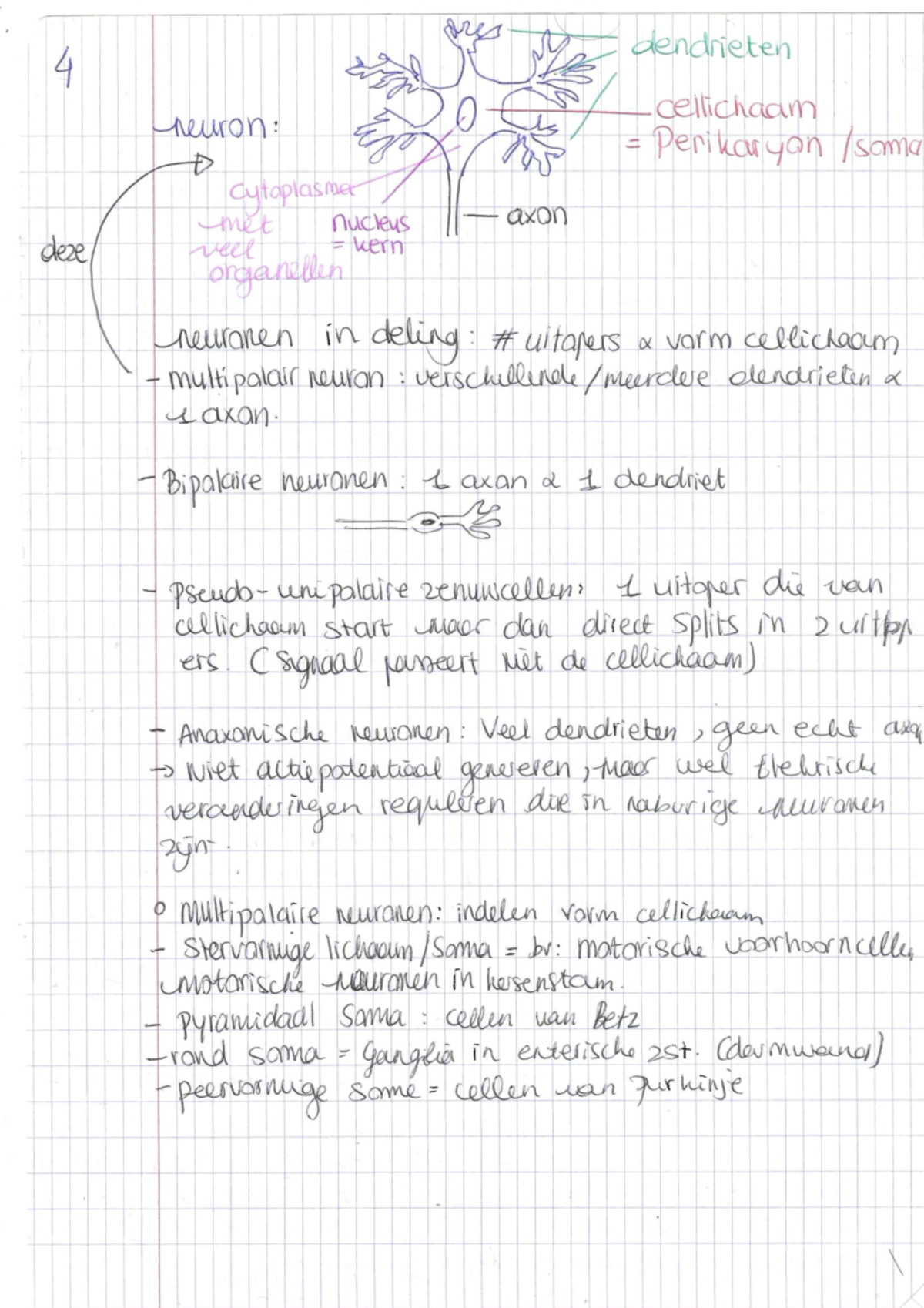 Zenuwstelsel 4 - dendrieten 4 the cellichaam neuron: D Perikaryan some ...