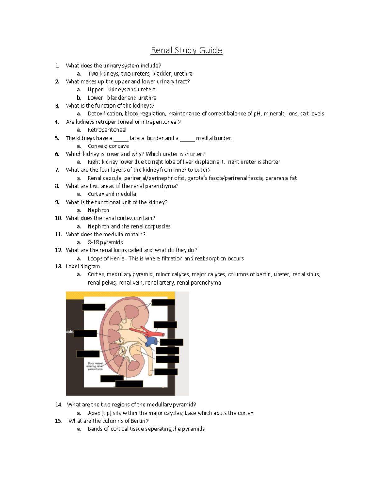 Cross Sectional Renal Study Guide - Renal Study Guide What does the ...
