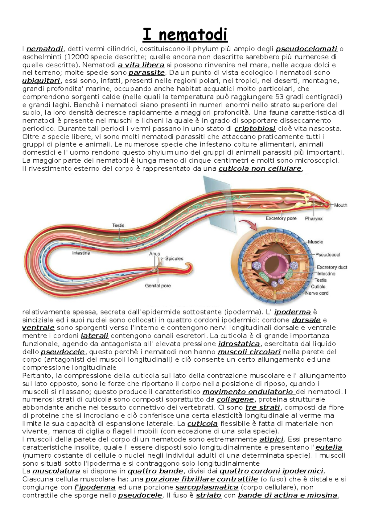 Nematodi-descrizione completa - I nematodi I nematodi, detti vermi ...