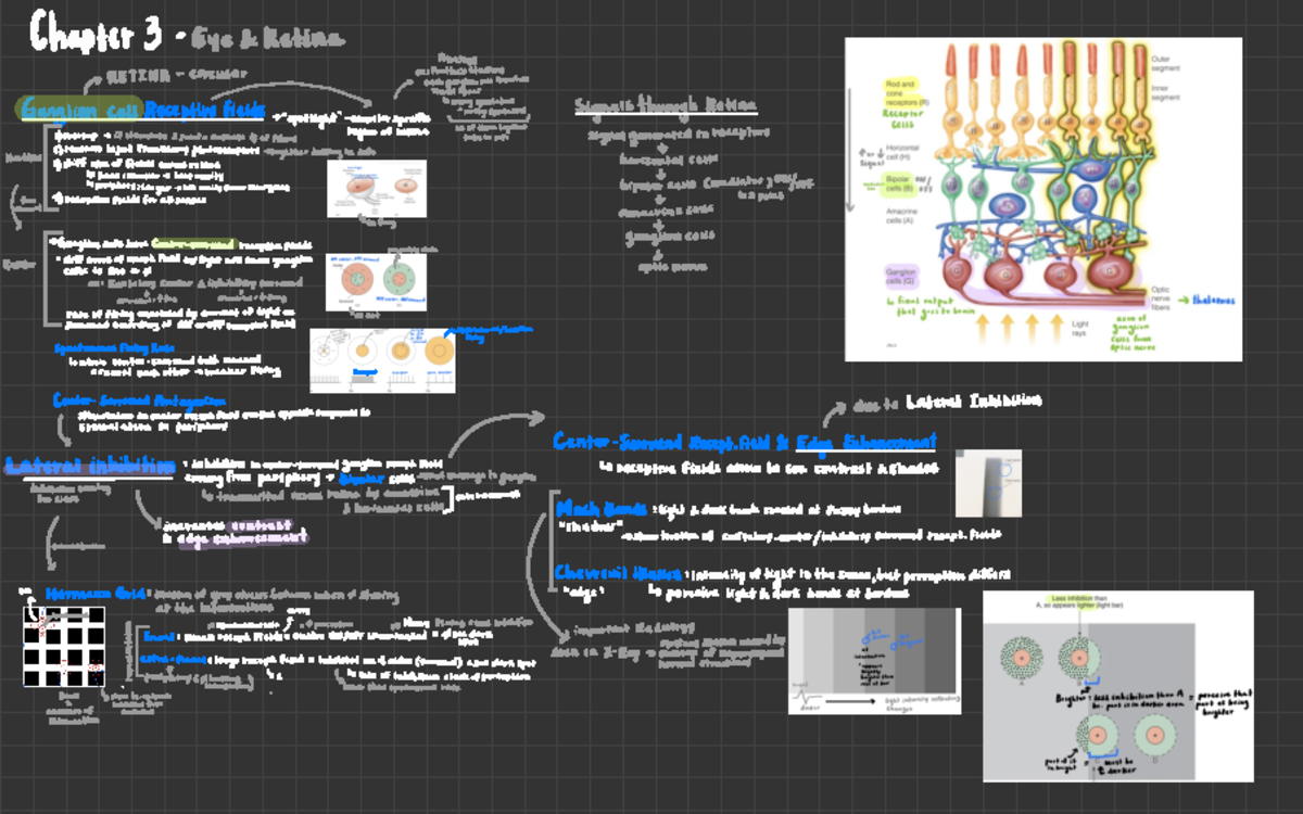 Perception Chapters 3-4 - MIDTERM 1 - Chapter 3 - Eye & Retina ex:football Analogy stadium - Studocu