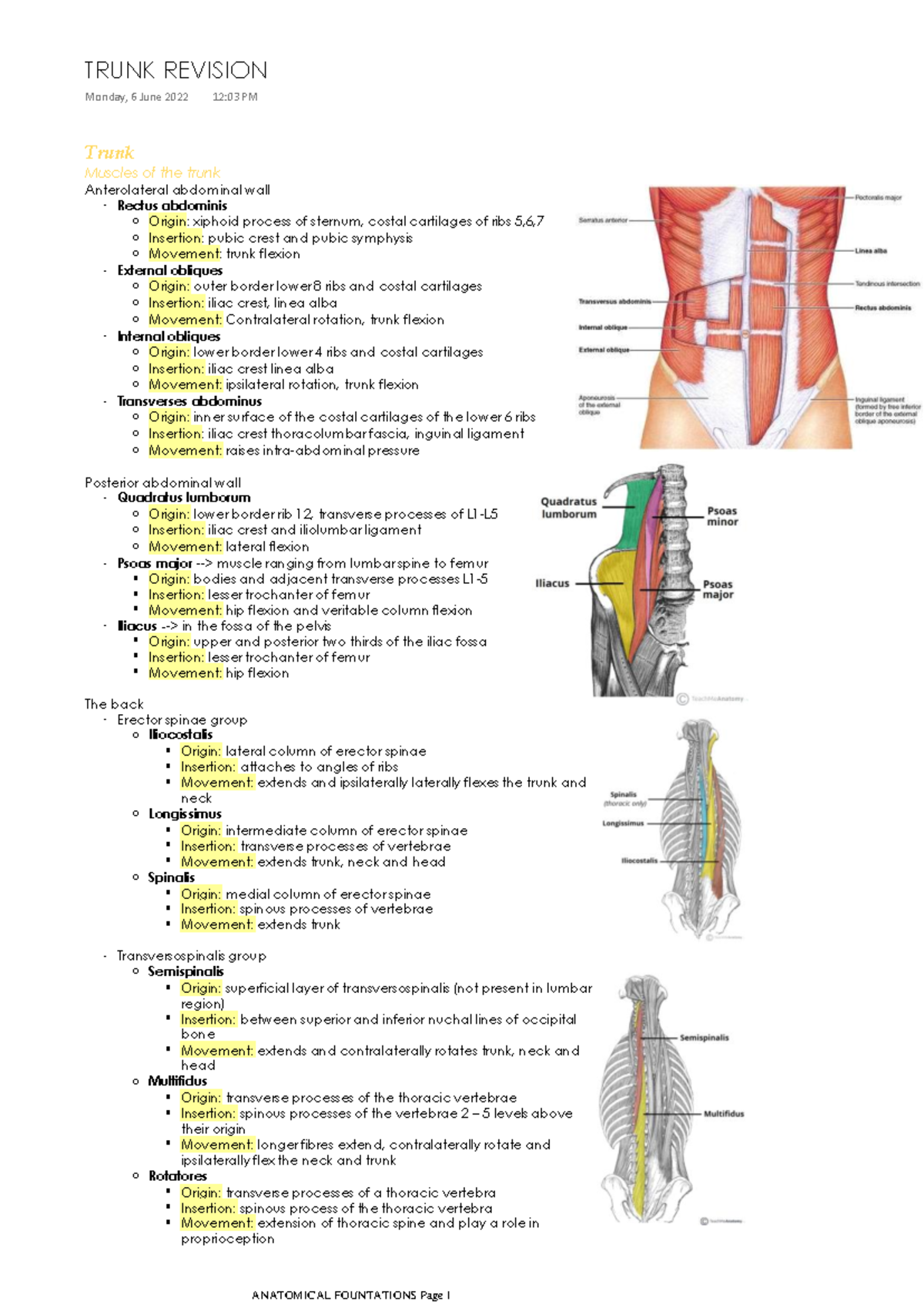 Trunk Revision - Trunk Muscles of the trunk Anterolateral abdominal ...