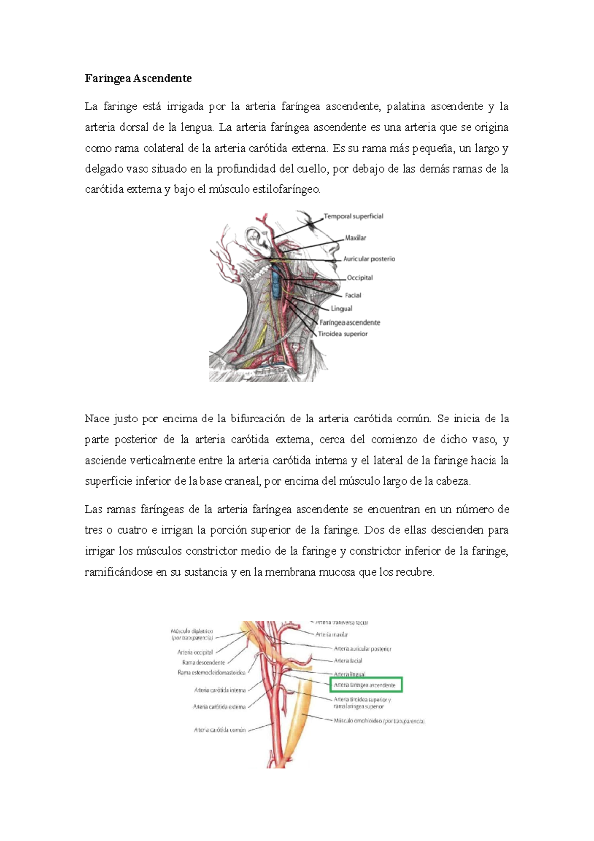 Faríngea Ascendente - Apuntes 2 - Faríngea Ascendente La faringe está ...
