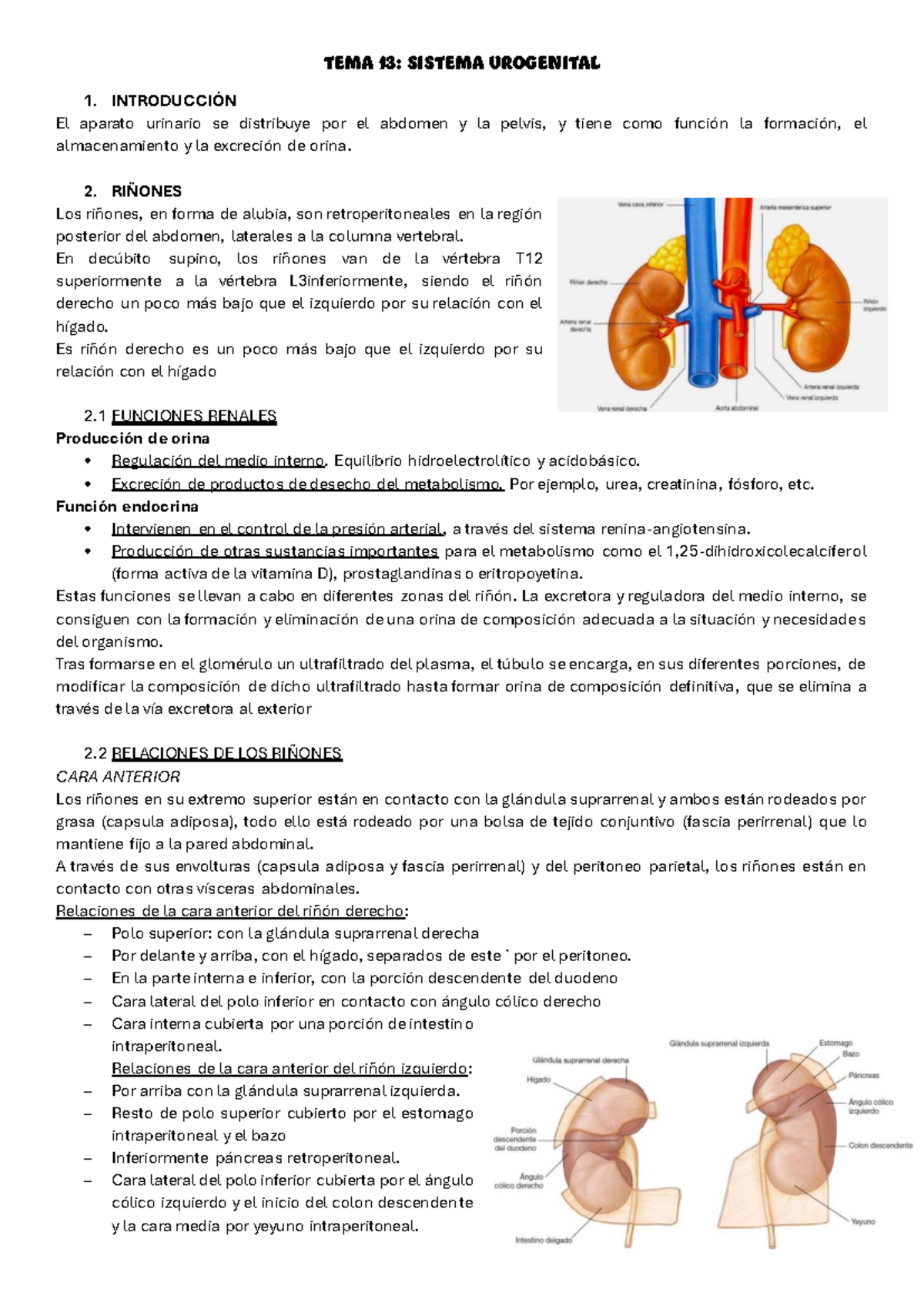 Tema 13 anatomía general - TEMA 13: SISTEMA UROGENITAL 1. INTRODUCCIÓN ...