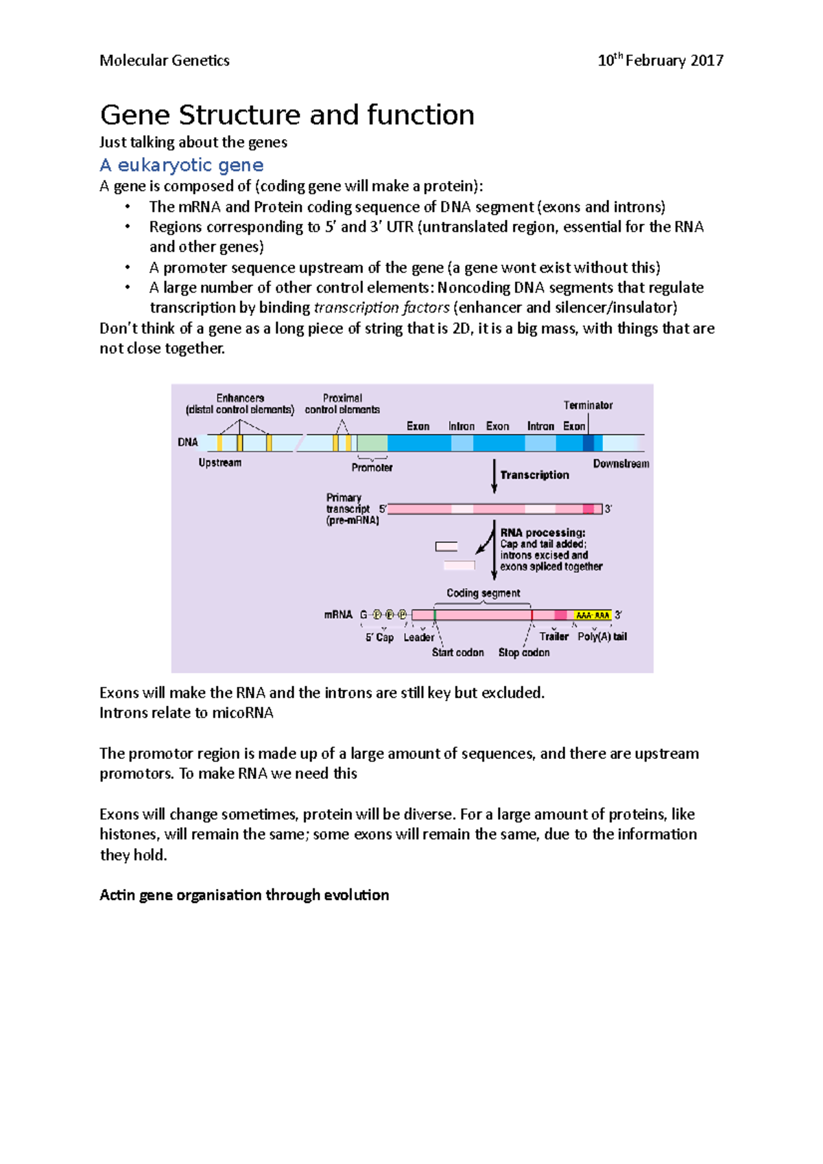 Molecular Genetics Gene Structure and function - Molecular Genetics ...