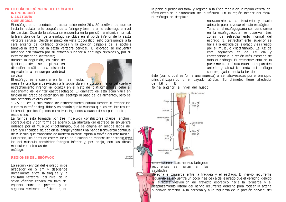 Esofago 1- Grupo 3 - dsncjdnjcd - PATOLOGÍA QUIRÚRGICA DEL ESÓFAGO ...