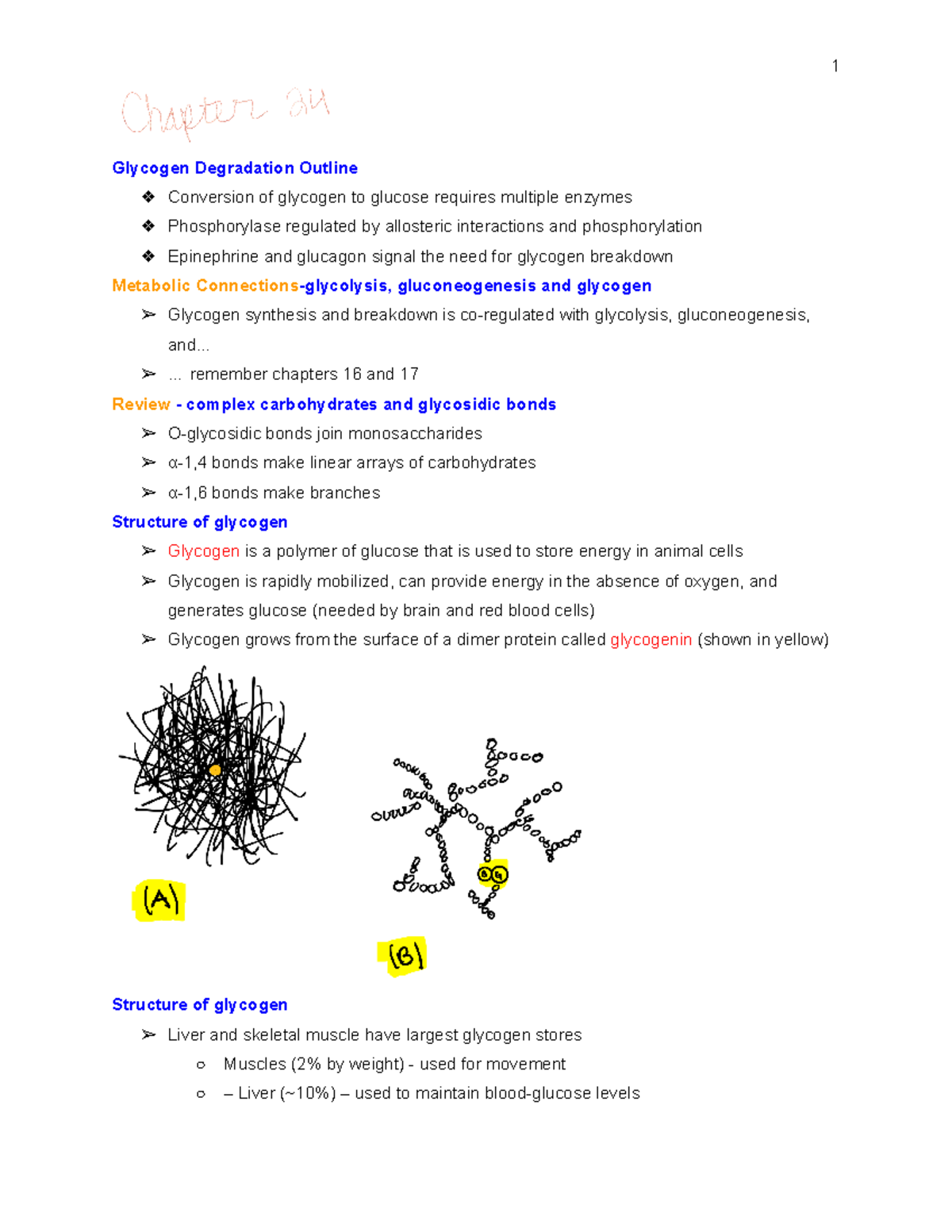 Chapter 24 - lecture slide notes marc wold - Glycogen Degradation ...