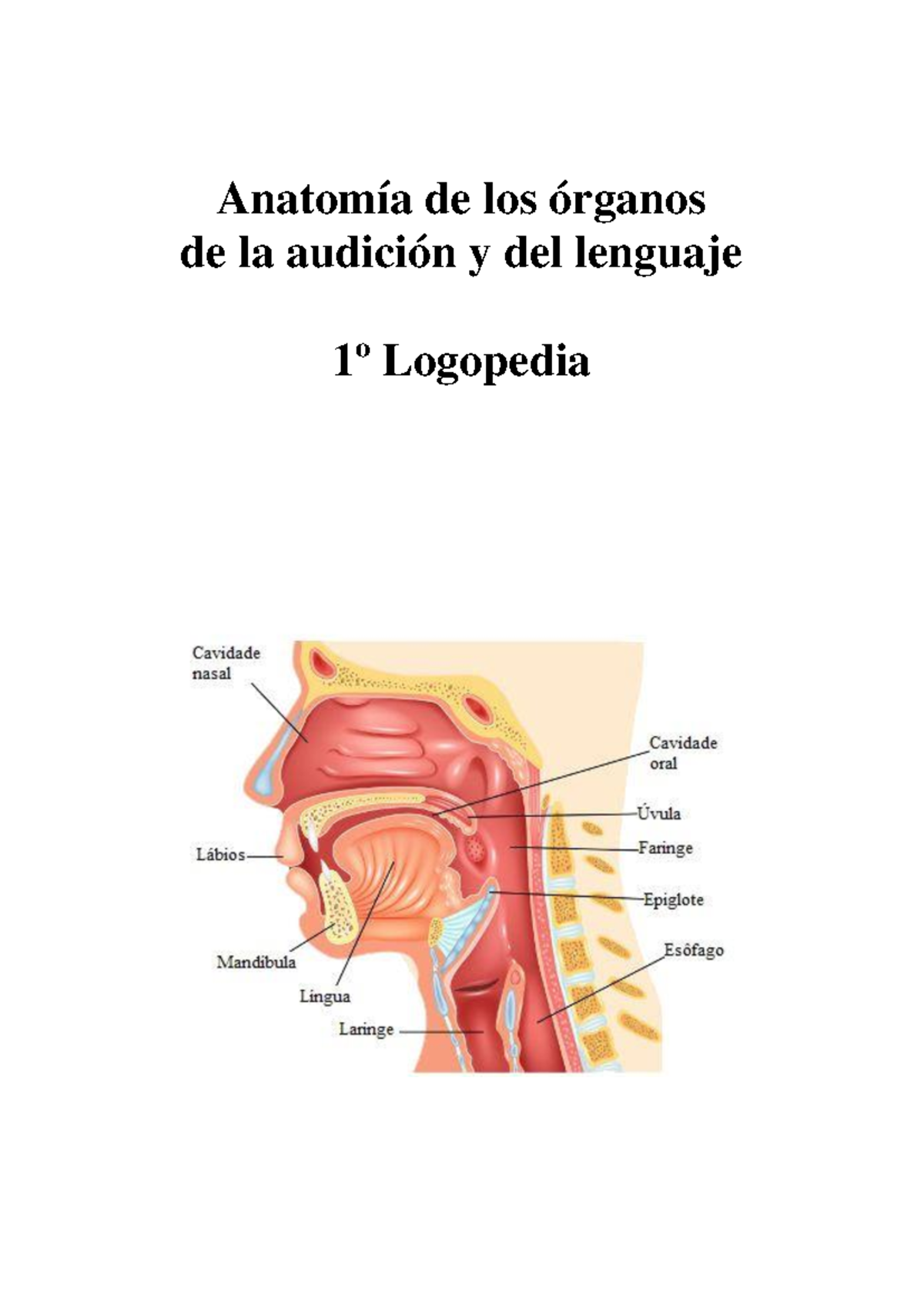 Apuntes completos de anatomía y anexos - Anatomía de los órganos de la ...