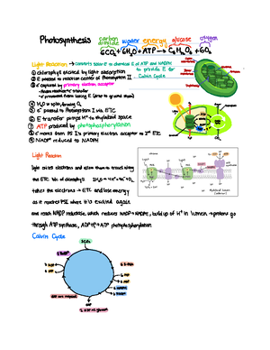Biostats Study Guide - Biostatistics Study Guide Learning Objectives Determine if a variable is ...