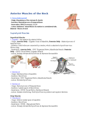 Spinal Muscles - BM Anatomy - Lecturer Alex Trollope. Spine Anatomy ...