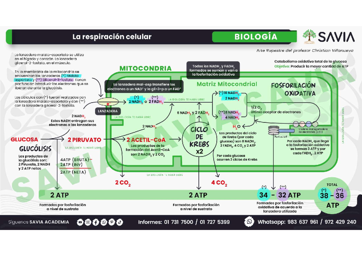 La respiración celular Biología - Biología General - Studocu