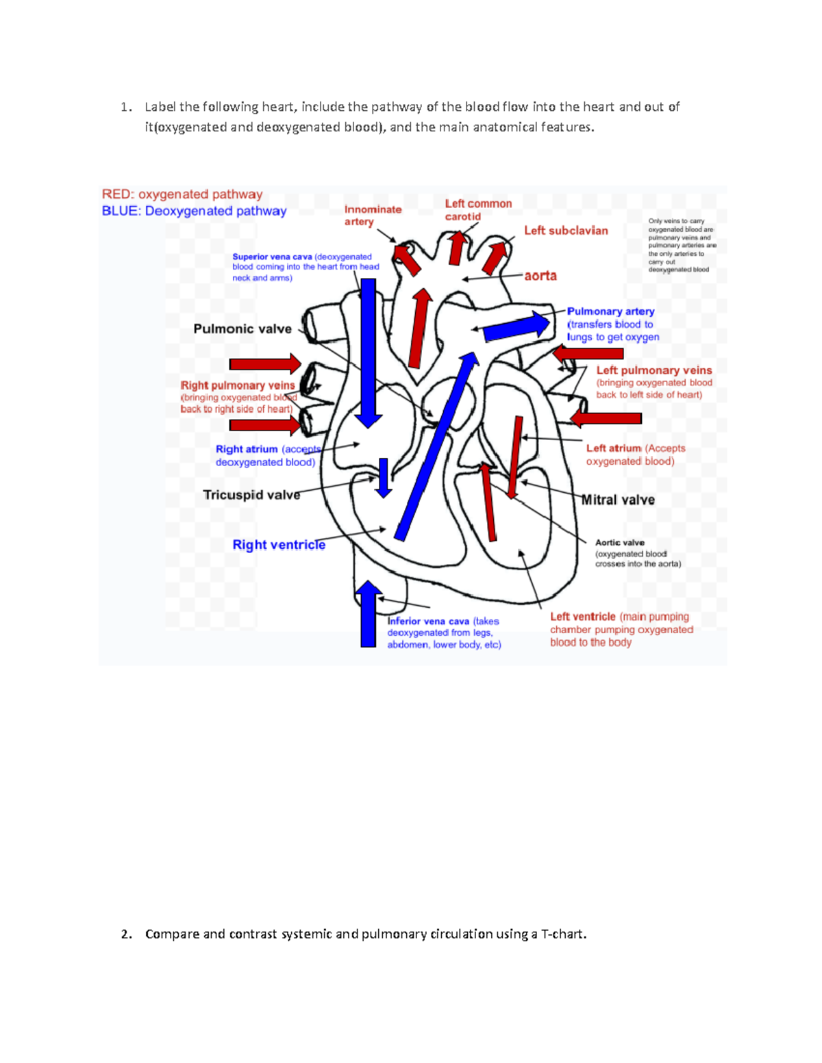 Heart formative assessment - 1. Label the following heart, include the ...