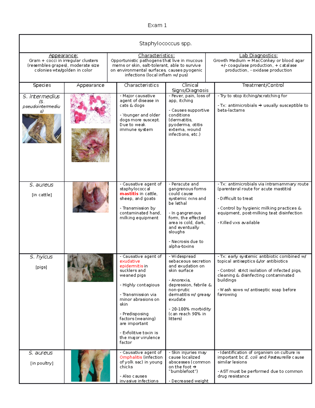 Exam 1 Study Guide-2 - Lecture notes staph, strep, and actinobacteria ...