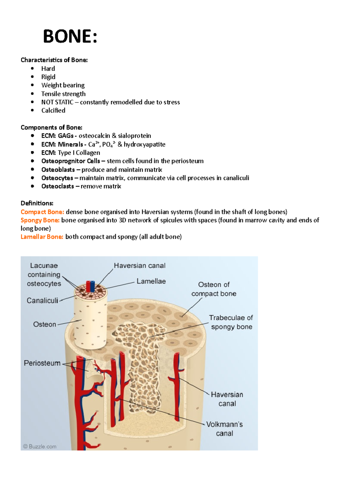 HDT bone revision - med - Characteristics of Bone: Hard Rigid Weight ...