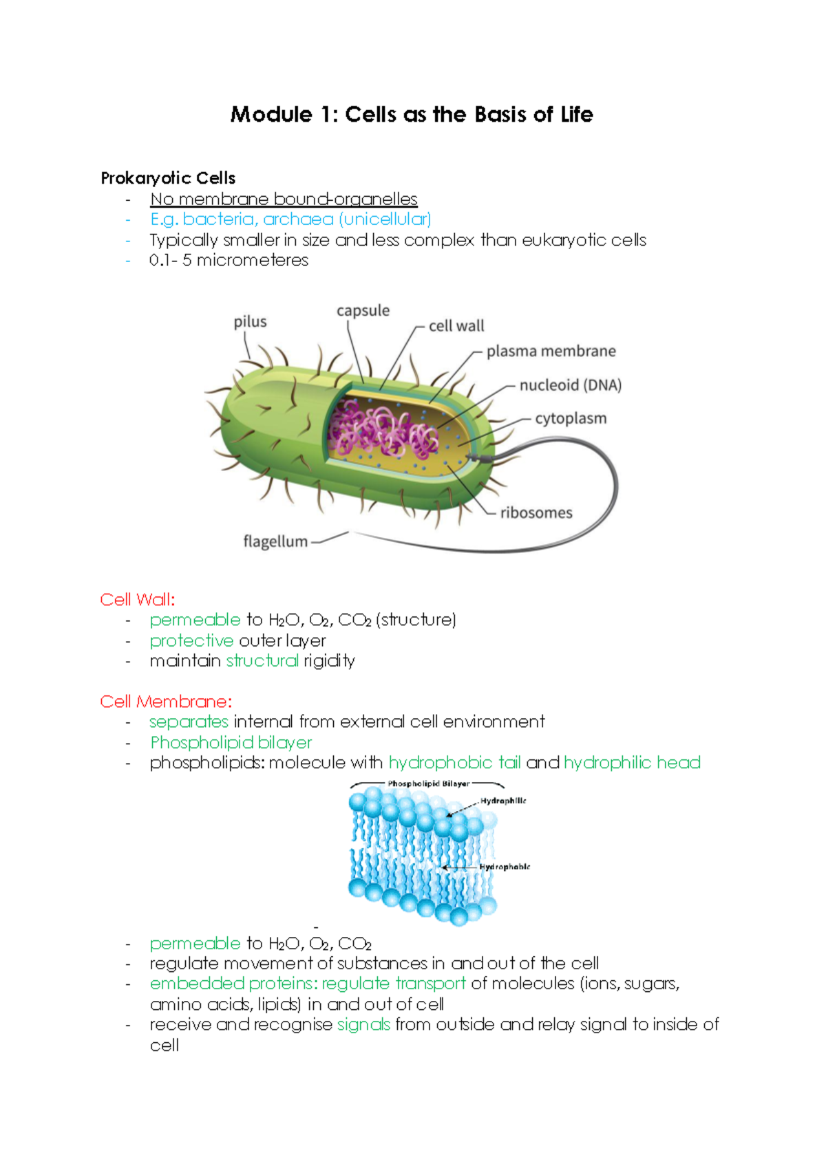 Mod 1 summarries - Module 1: Cells as the Basis of Life Prokaryotic ...