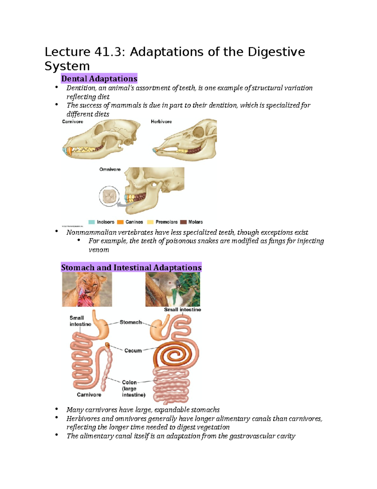 Chapter 43 part 2 - Lecture 41: Adaptations of the Digestive System ...