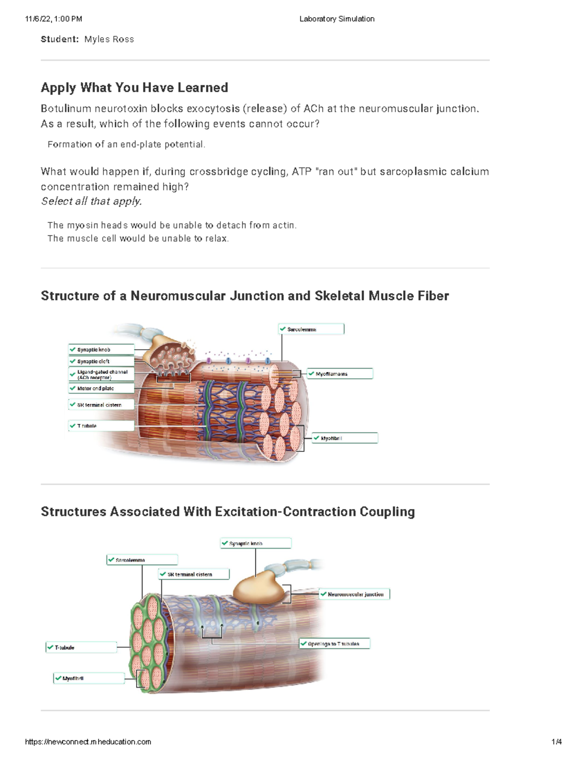 Ross.Skeletal Muscle Physiology Overview - Student: Myles Ross Apply ...