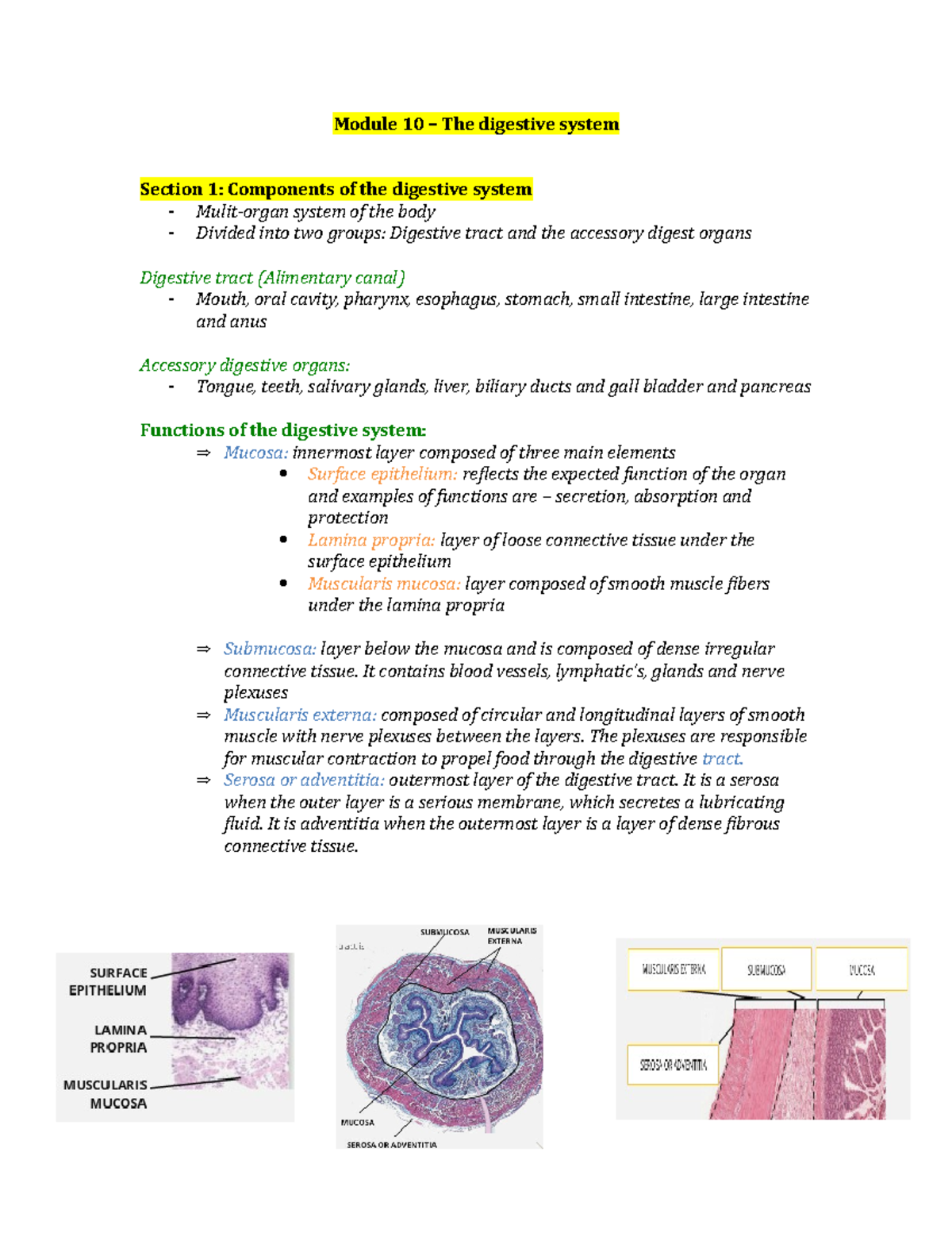Module 10 The digestive system - Module 10 – The digestive system ...