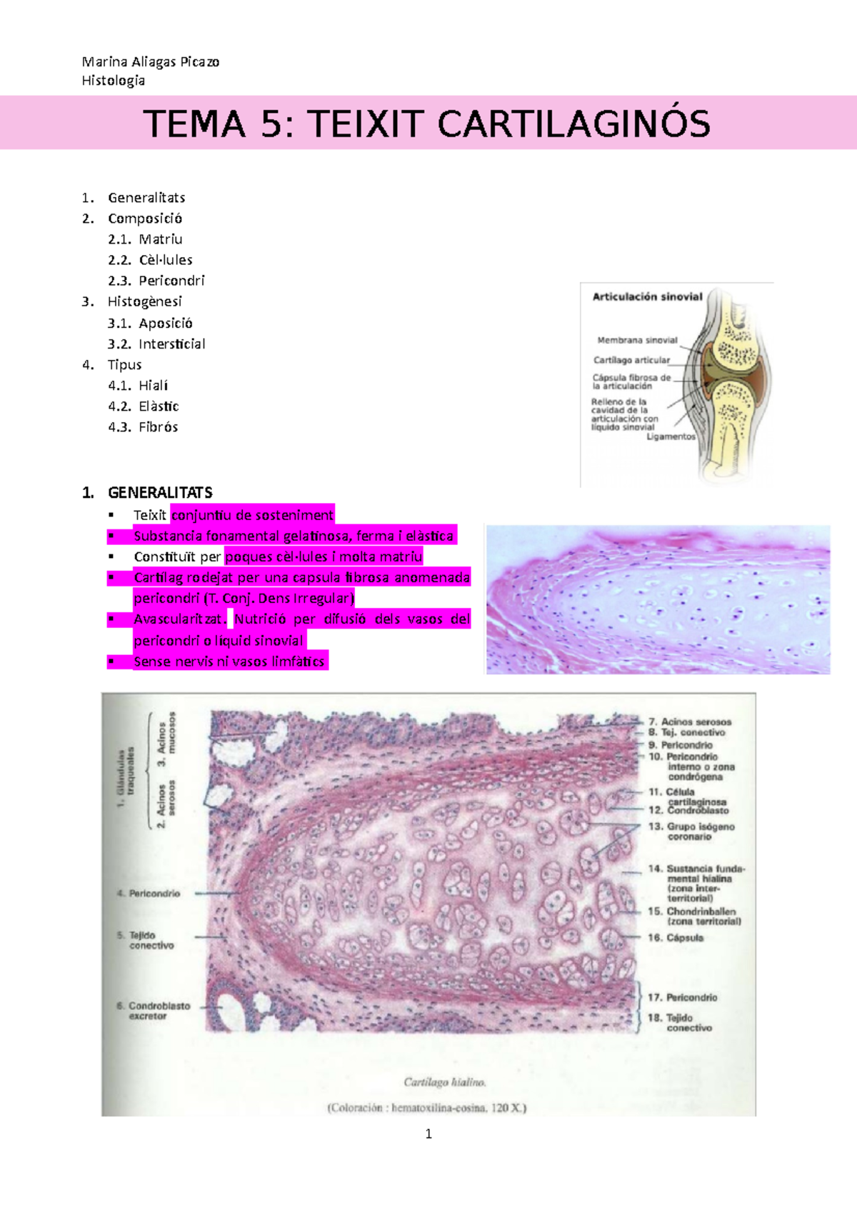 Tema 5: teixit cartilaginós - Histologia Generalitats Composició 2 ...