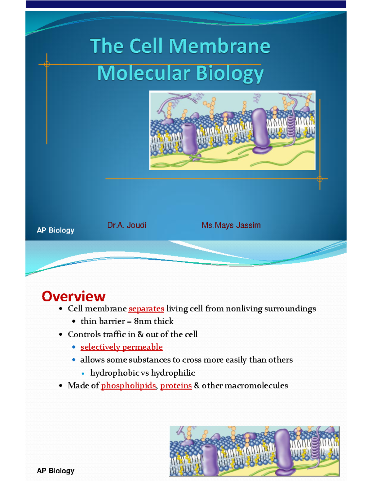 The Cell Membrane - Molecular biology - AP BiologyAP Biology Dr. Joudi ...