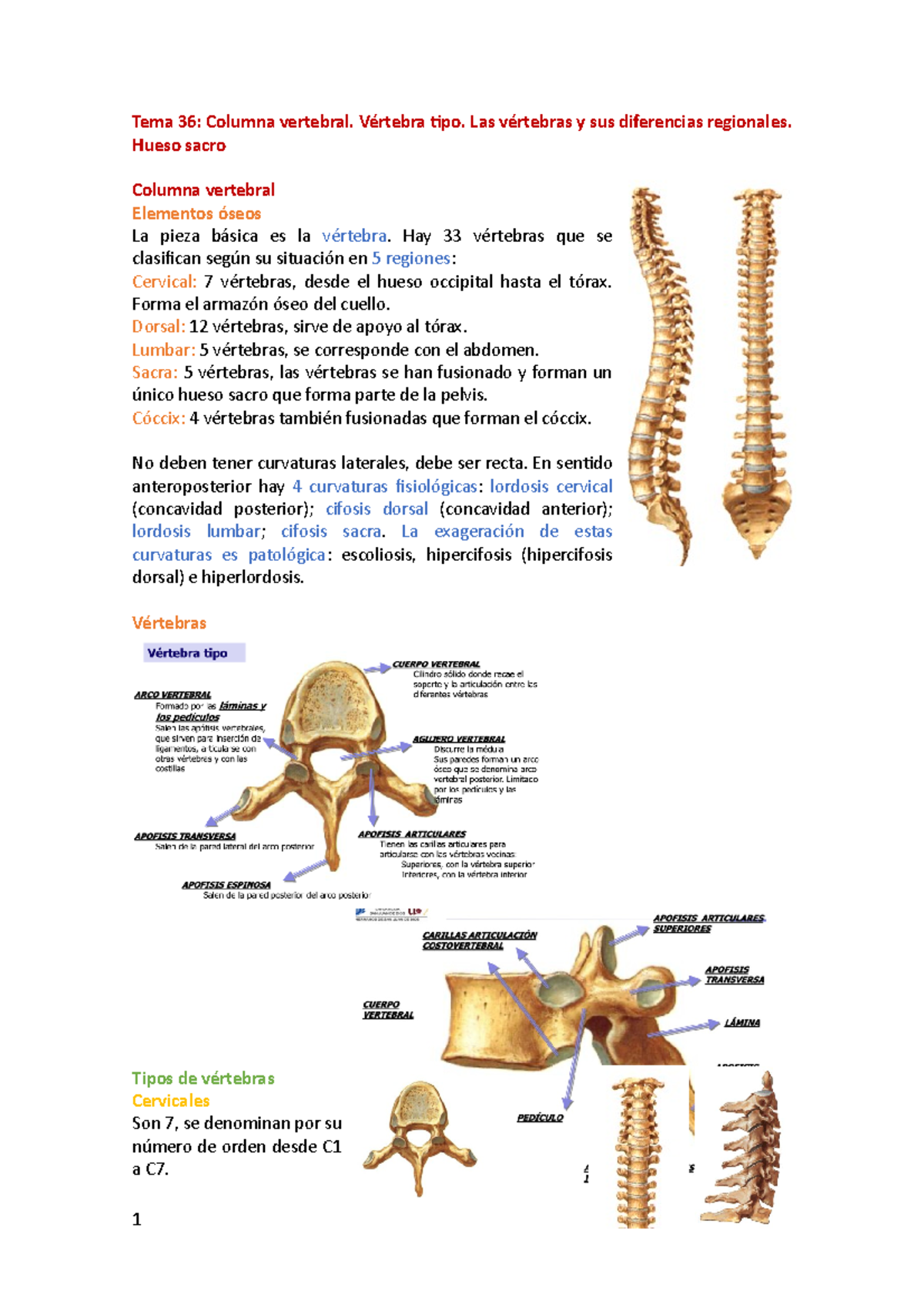 Anatomía tema 36 - Apuntes 36 - Tema 36: Columna vertebral. Vértebra ...