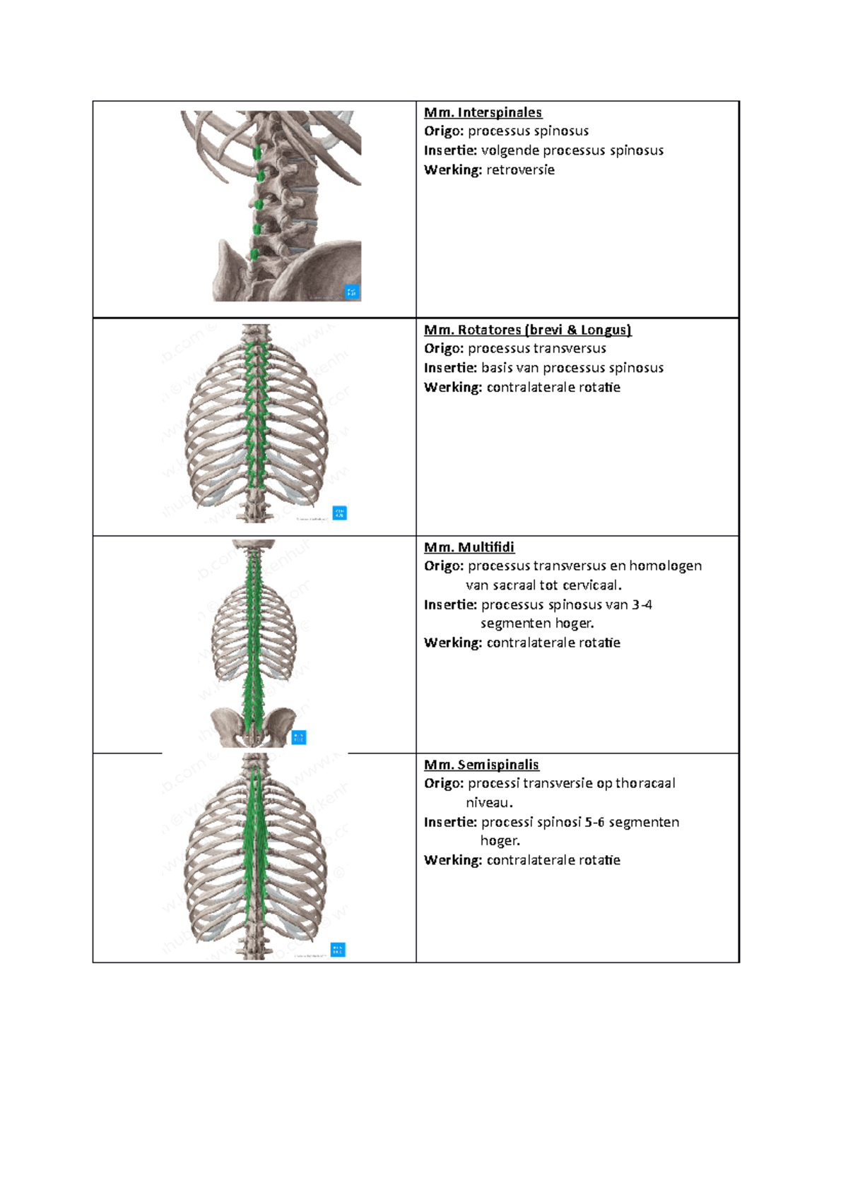 Spier kaartjes anatomie 1 - Mm. Interspinales Origo: processus spinosus ...