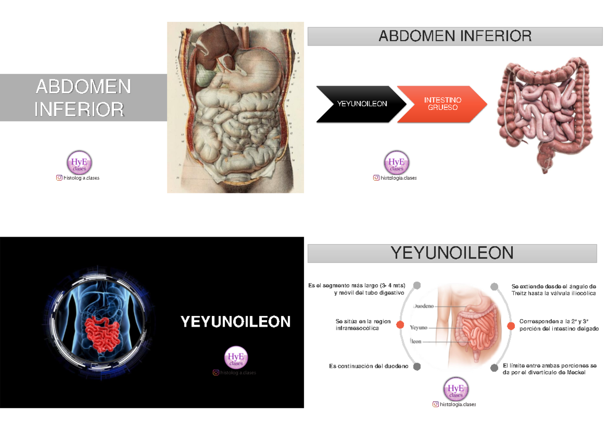Abdomen inferior Hy Eclases - ABDOMEN INFERIOR ABDOMEN INFERIOR ...