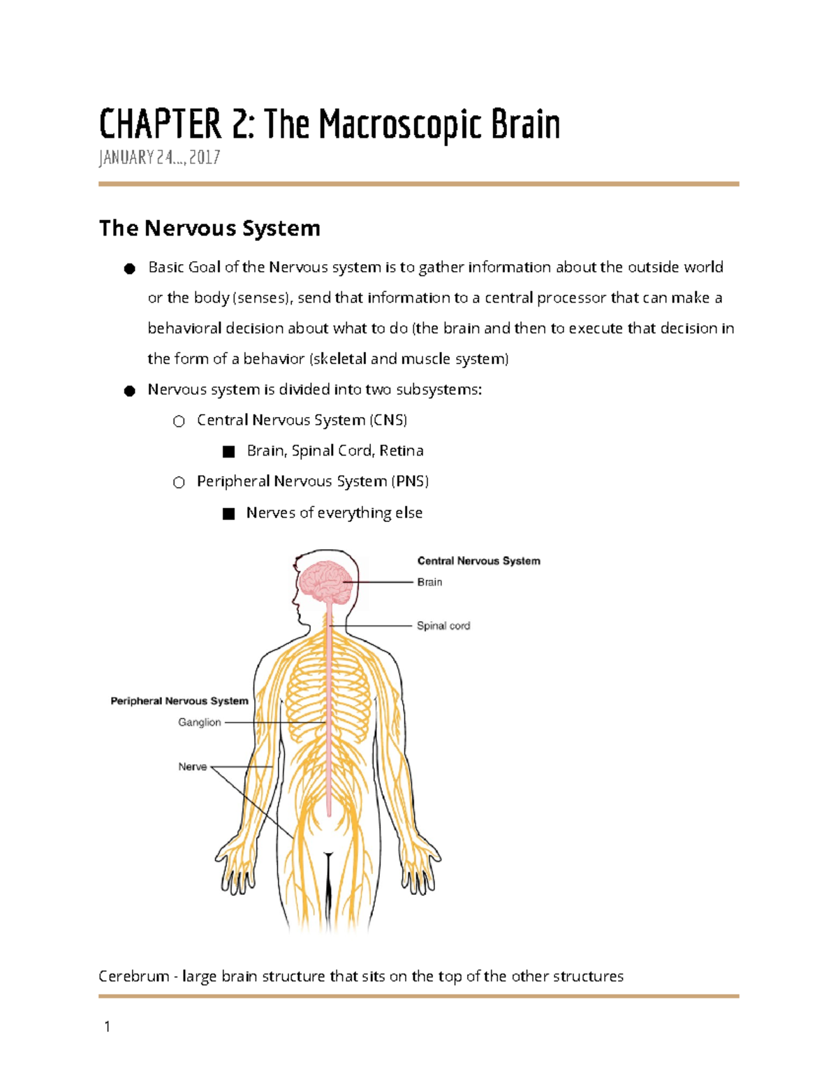 Chapter 2 The Macroscopic Brain - CHAPTER 2: The Macroscopic Brain ...