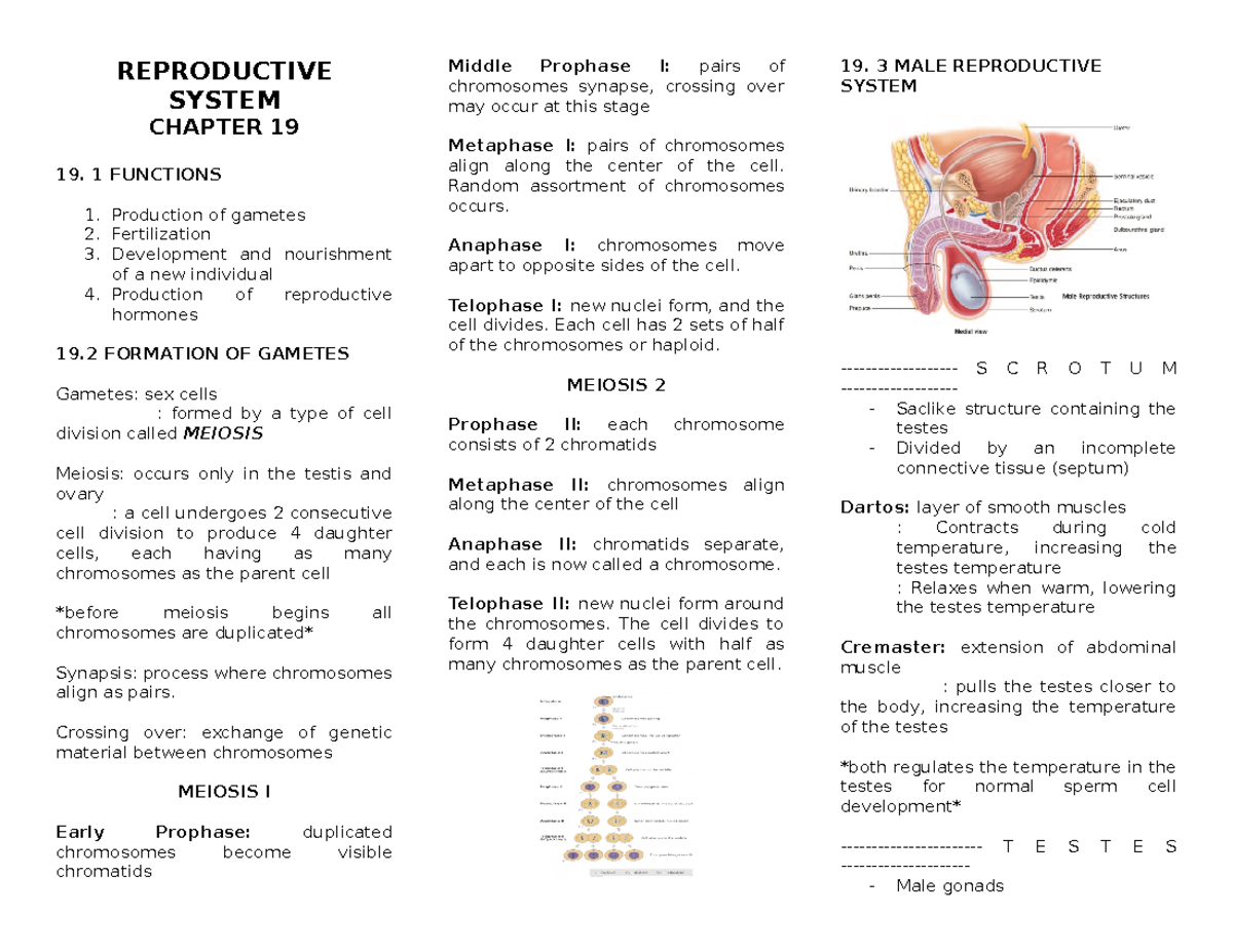 Chapter 19 Reproductive System - REPRODUCTIVE SYSTEM CHAPTER 19 19. 1 ...