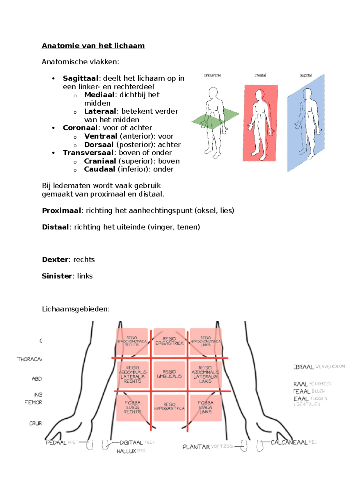 Anatomie van het lichaam - Anatomie van het lichaam Anatomische vlakken ...