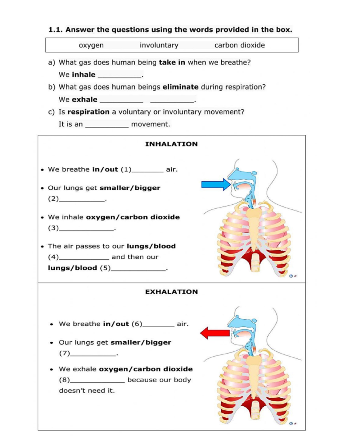 Respiratory System Performance Task 2 - 1. Answer the questions using ...