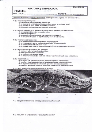 Tema 23. Evolución del intestino posterior. Formación del proctodeo ...