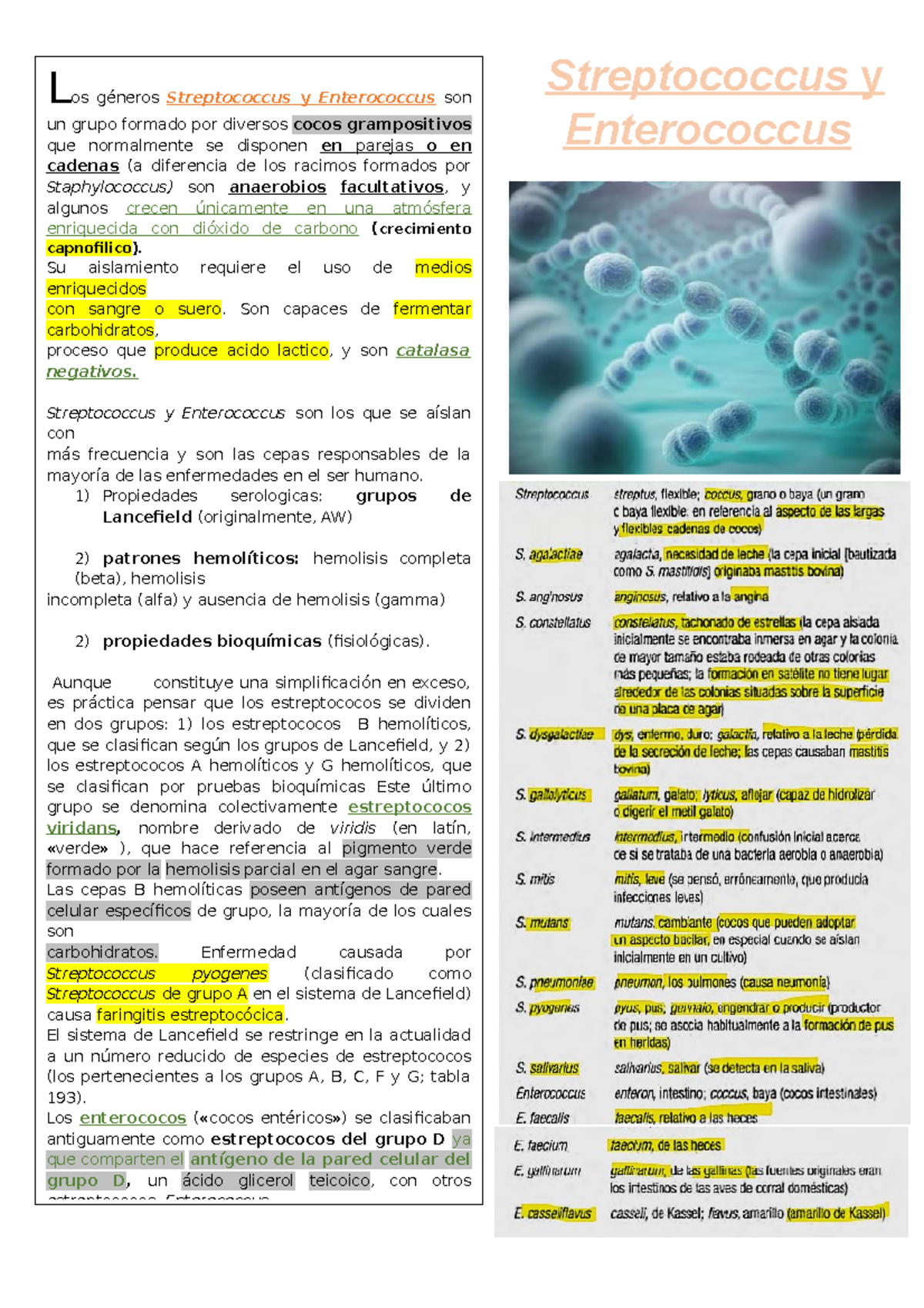 Micro - bacilos - Los géneros Streptococcus y Enterococcus son un grupo formado por diversos ...