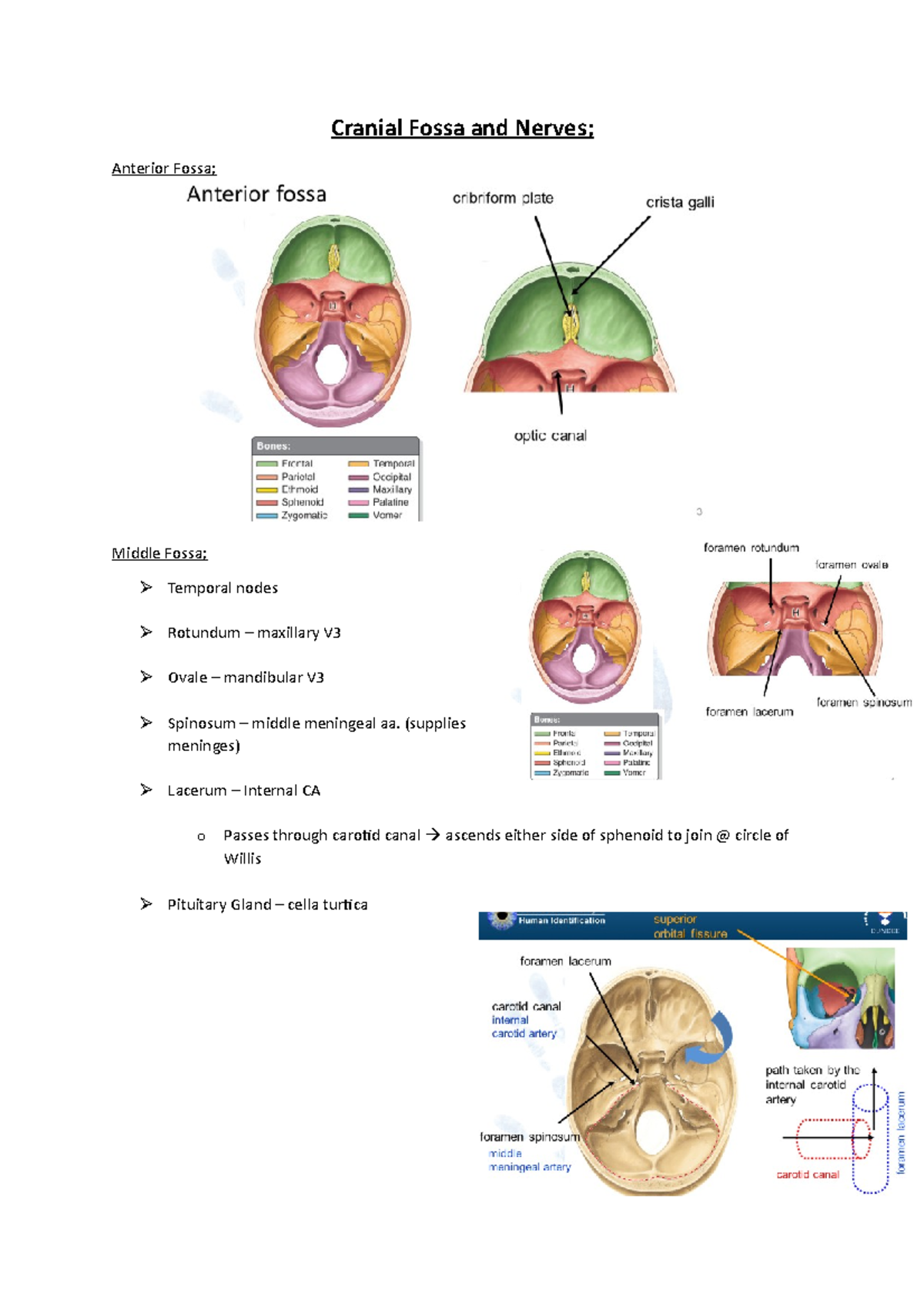 Cranial Fossa and Nerves - Cranial Fossa and Nerves; Anterior Fossa ...