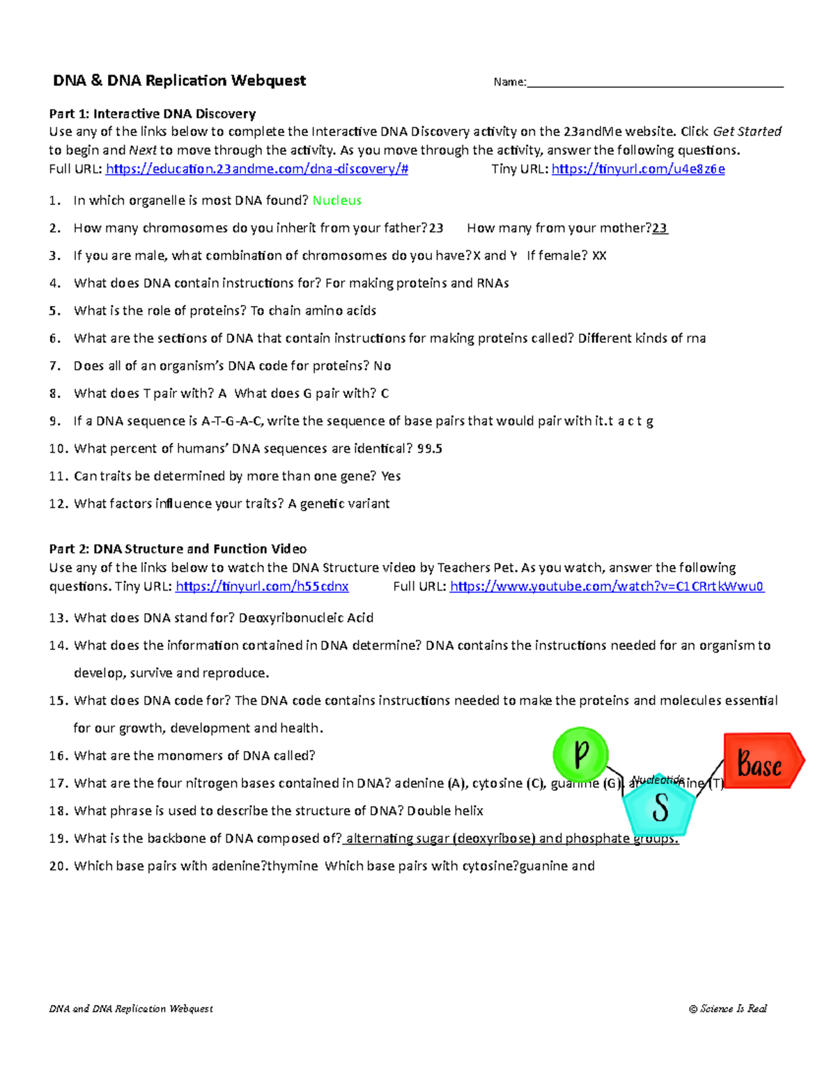 Copy of DNA - none needed - DNA & DNA Replication Webquest - Studocu