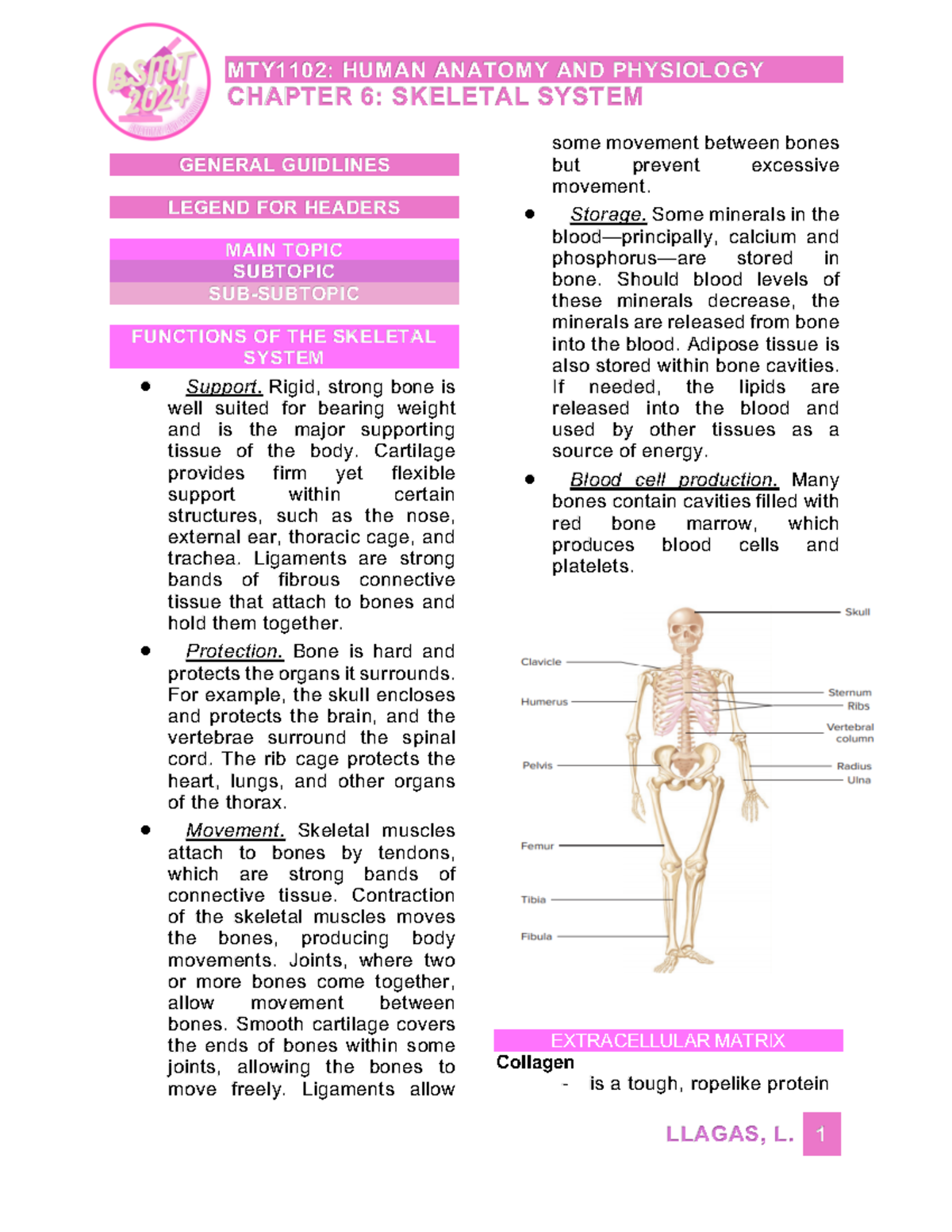 Chapter 6 – Skeletal System - MTY1102: HUMAN ANATOMY AND PHYSIOLOGY CHAPTER 6: SKELETAL SYSTEM ...