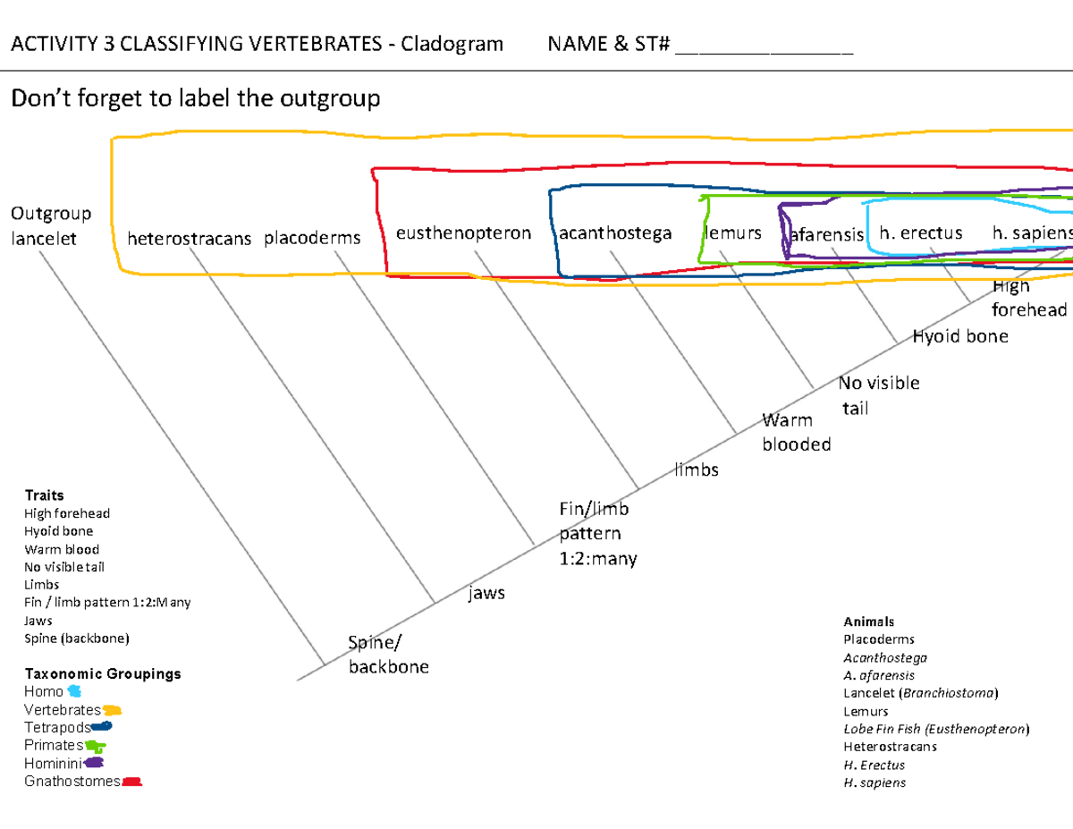 Activity 3 upload - ACTIVITY 3 CLASSIFYING VERTEBRATES - Cladogram NAME ...