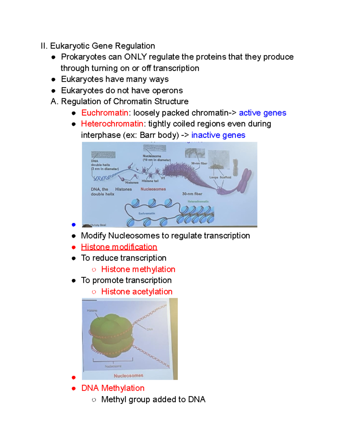Bio- Lecture 17 - II. Eukaryotic Gene Regulation Prokaryotes can ONLY ...