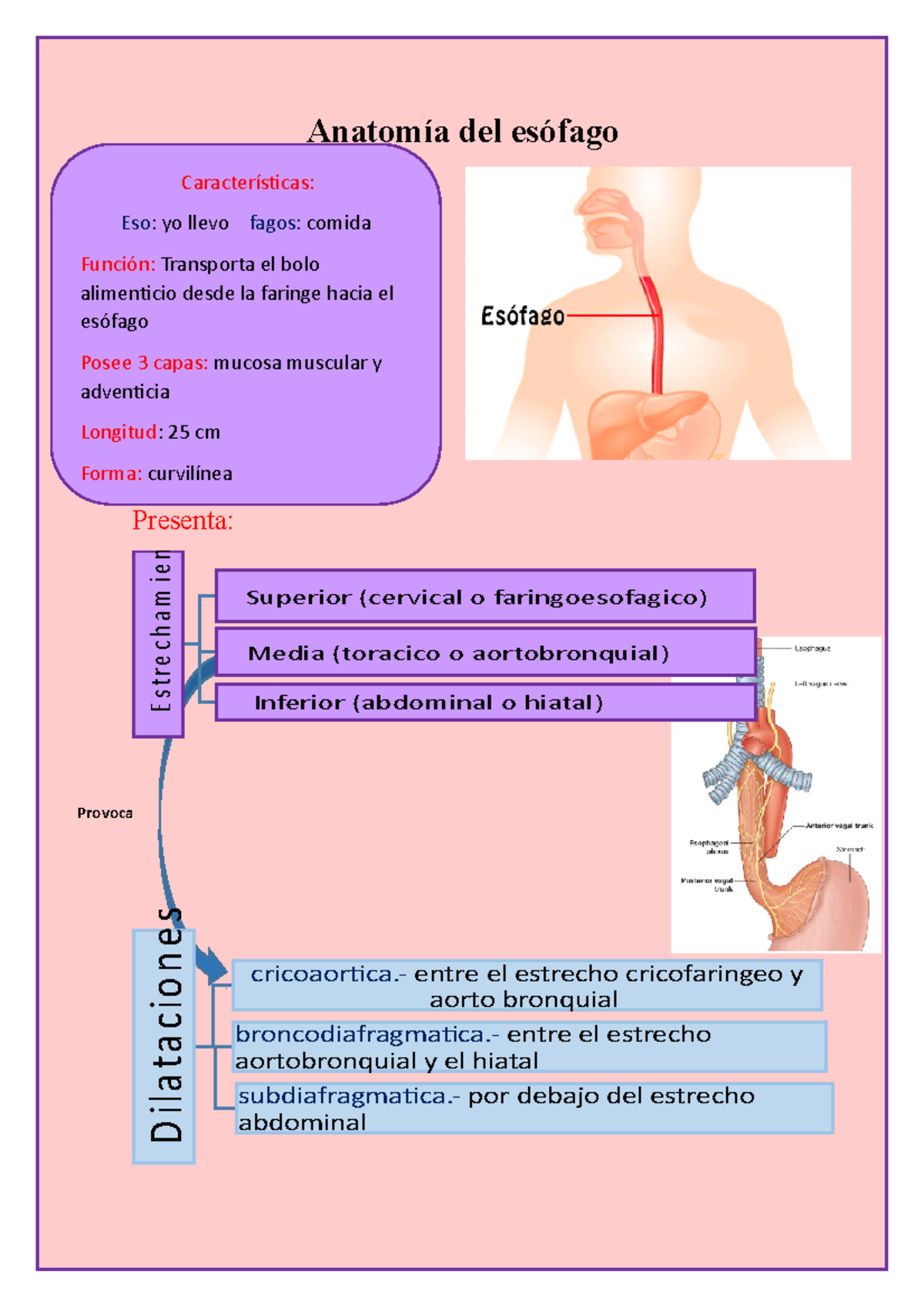 esofago, faringe, laringe - Anatomía del esófago Presenta ...