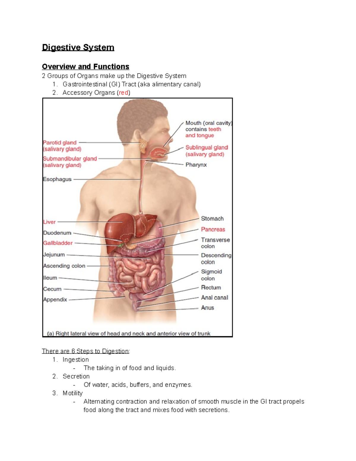 KIN170 - Digestive System - Digestive System Overview and Functions 2 Groups of Organs make up ...