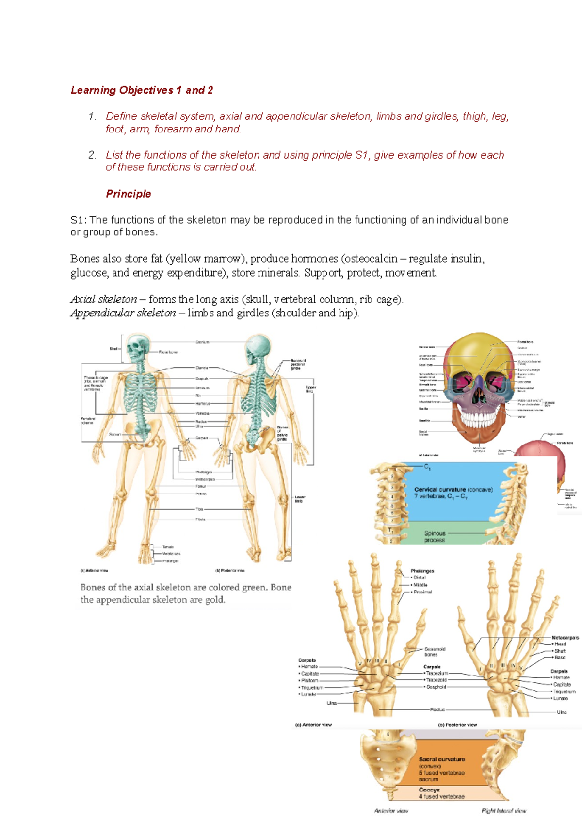 Skeletal System Definition