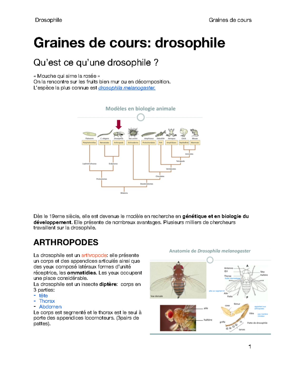 Développement animal drosophile - Graines de cours: drosophile Qu’est ...