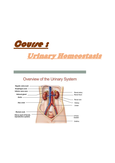 Urinary Homeostasis - Studocu