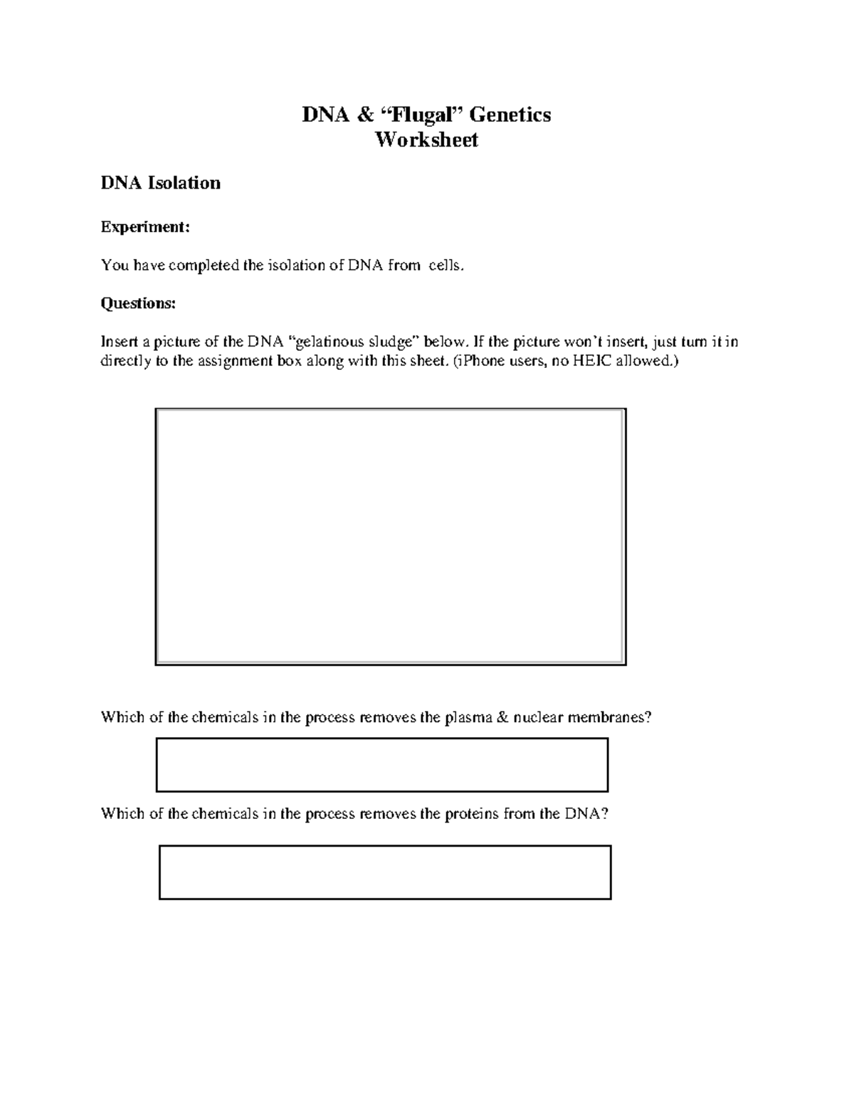 Genetics Worksheet 2023 - DNA & “Flugal” Genetics Worksheet DNA ...