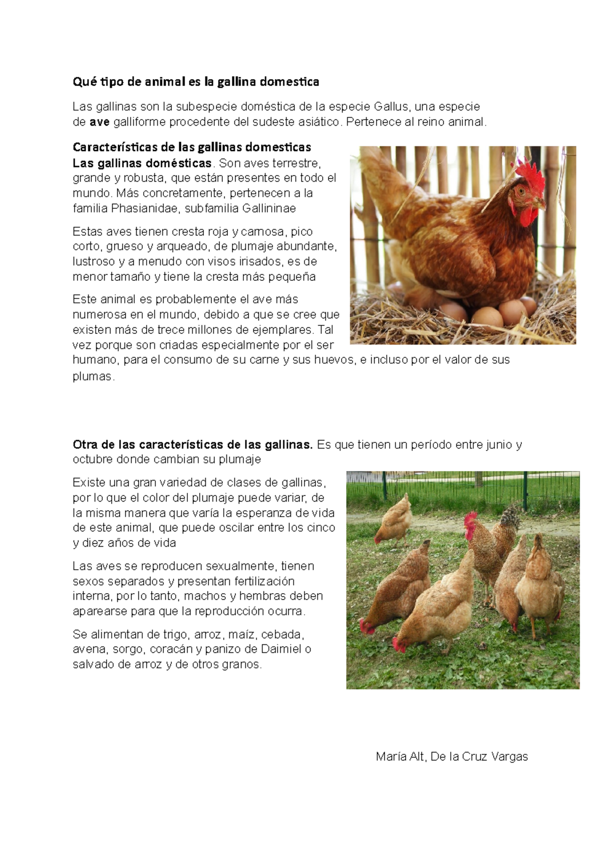 Carateristicas de las gallinas domesticas - Qué tipo de animal es la ...