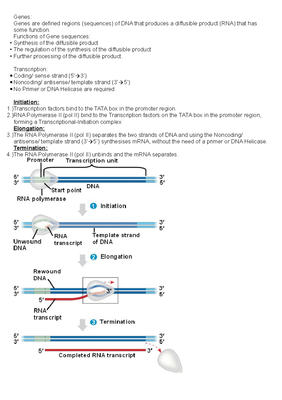 CELS 191 - Lecture 17 (Transcription RNA synthesis and gene structure ...