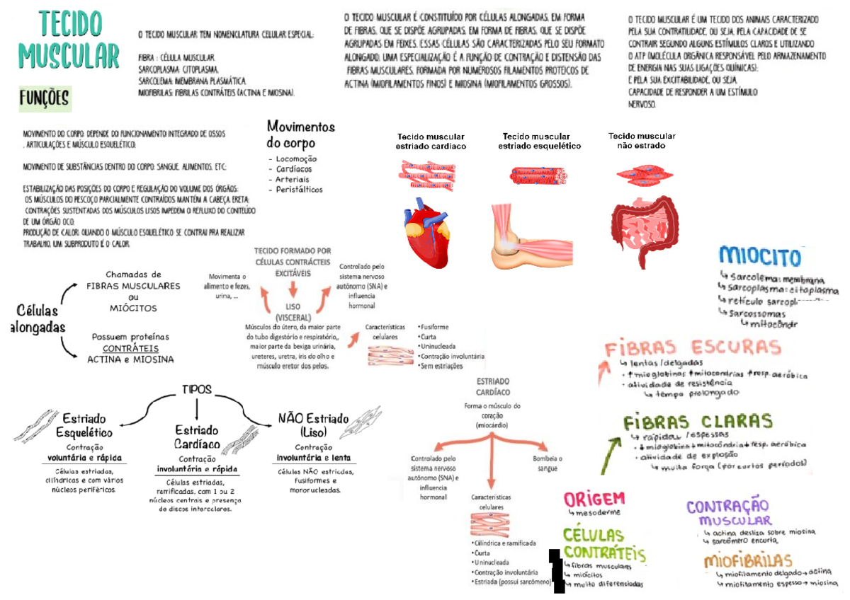 Tecido muscular - histologia - Histologia - Studocu