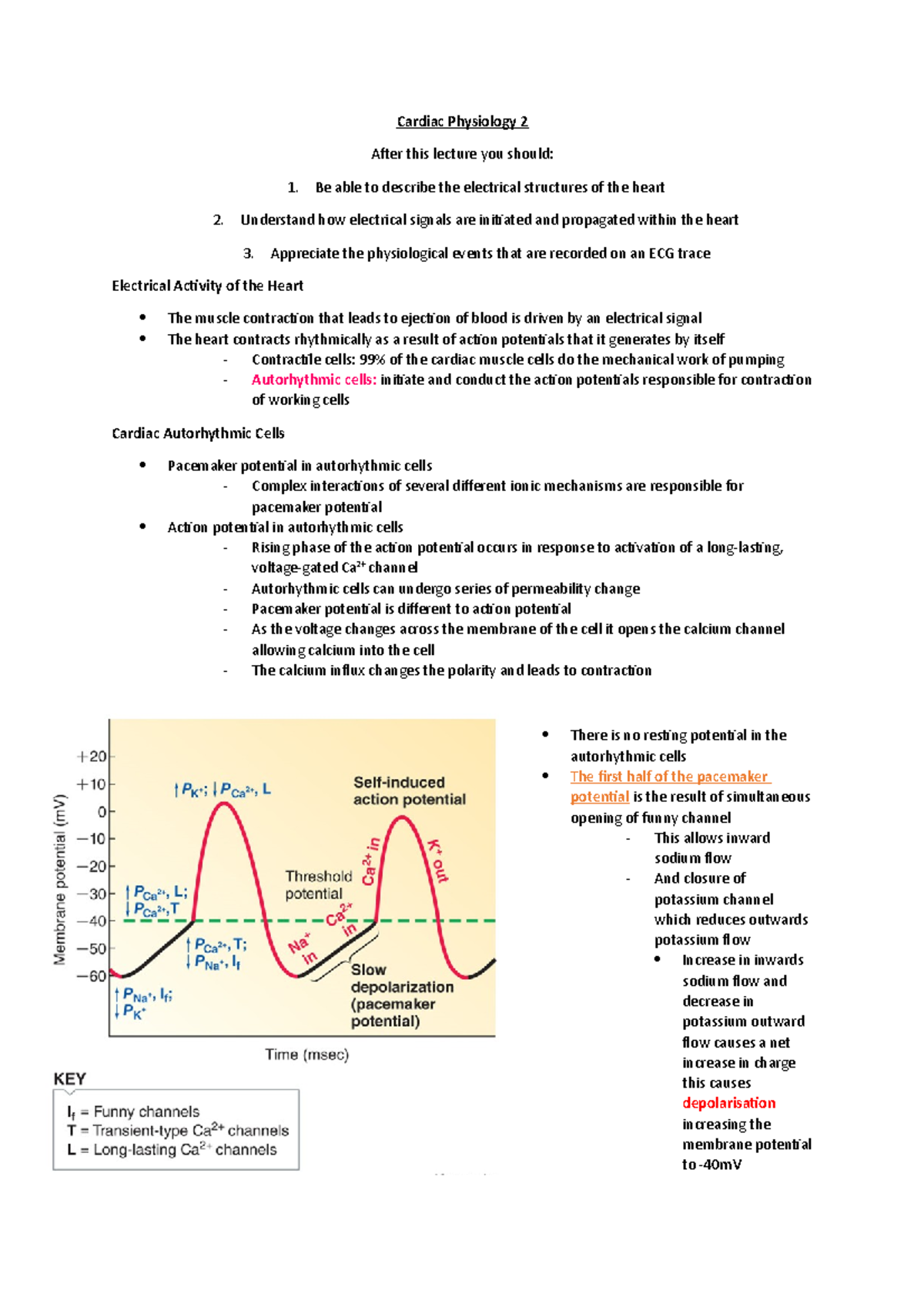 Cardiac Physiology 2 - Lecture notes 2 - Cardiac Physiology 2 After ...