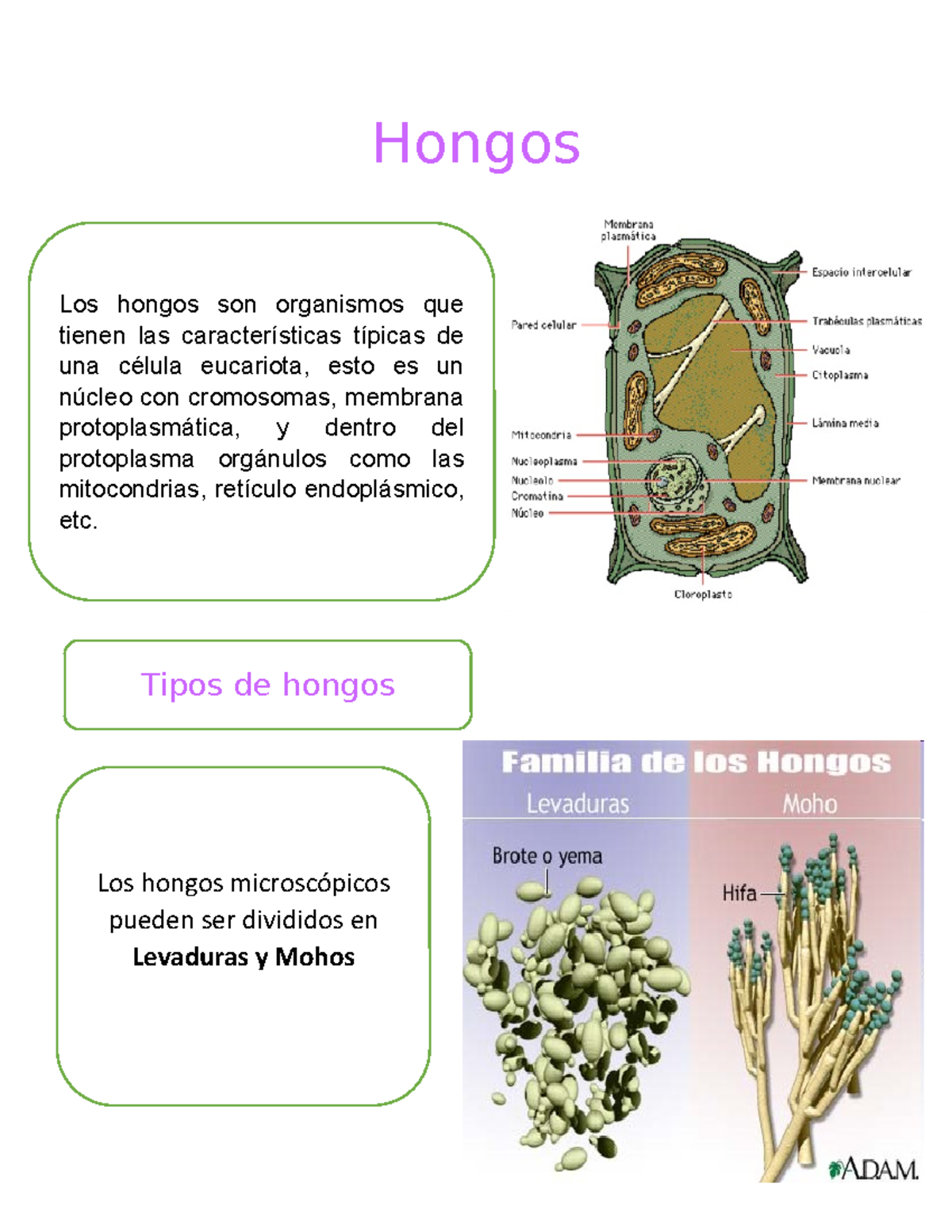 Hongos - farmacología - Hongos Los hongos microscópicos pueden ser ...