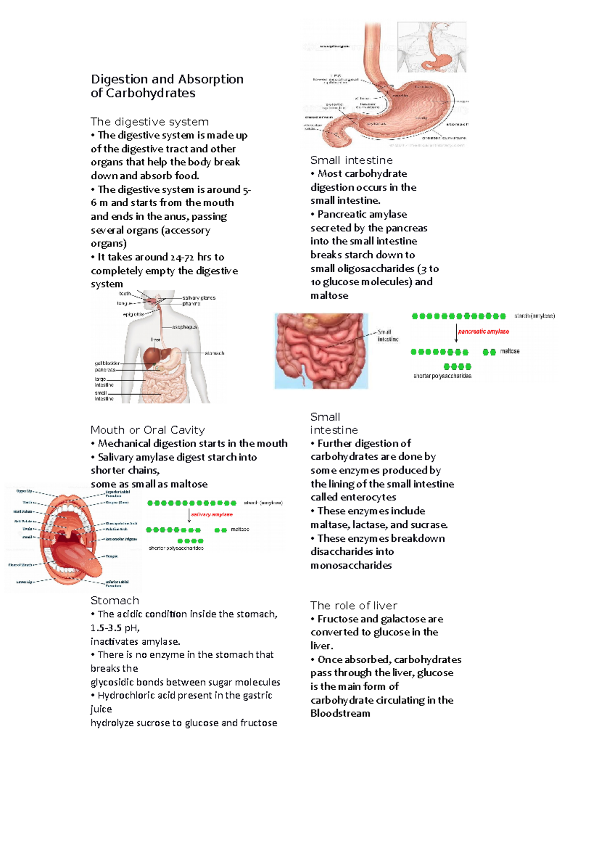 Digestion-and-Absorption - Digestion and Absorption of Carbohydrates ...