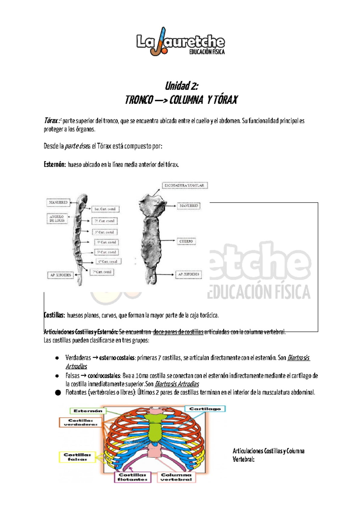 Unidad 2 Torax - anatomia 1 - Unidad 2: TRONCO —> COLUMNA Y TÓRAX Tórax ...
